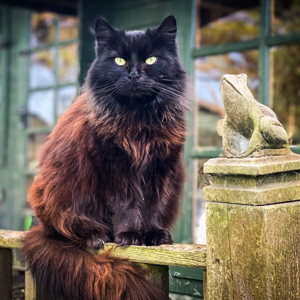 Catastrophes Cat Rescue – Because every rescued cat deserves the good life