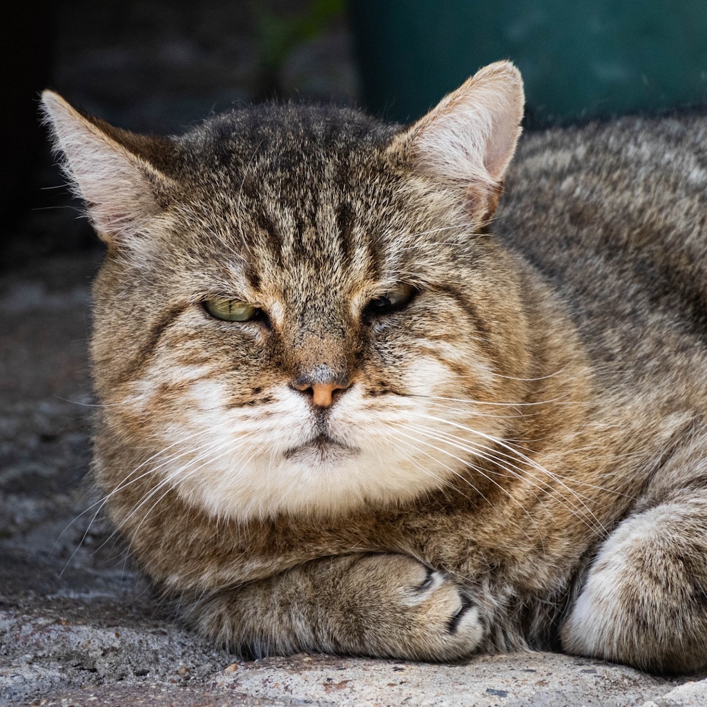 Catastrophes Cat Rescue – Because every rescued cat deserves the good life