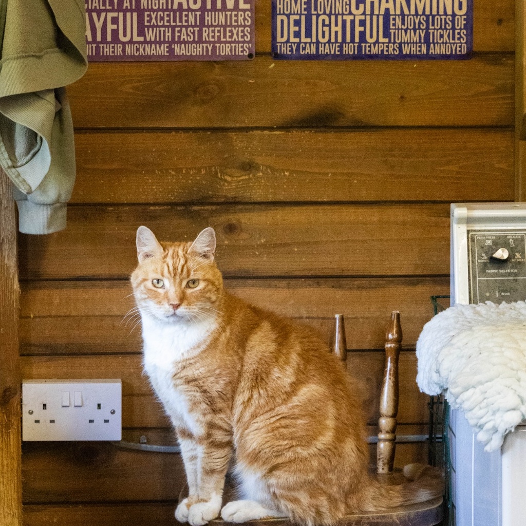 Catastrophes Cat Rescue – Because every rescued cat deserves the good life