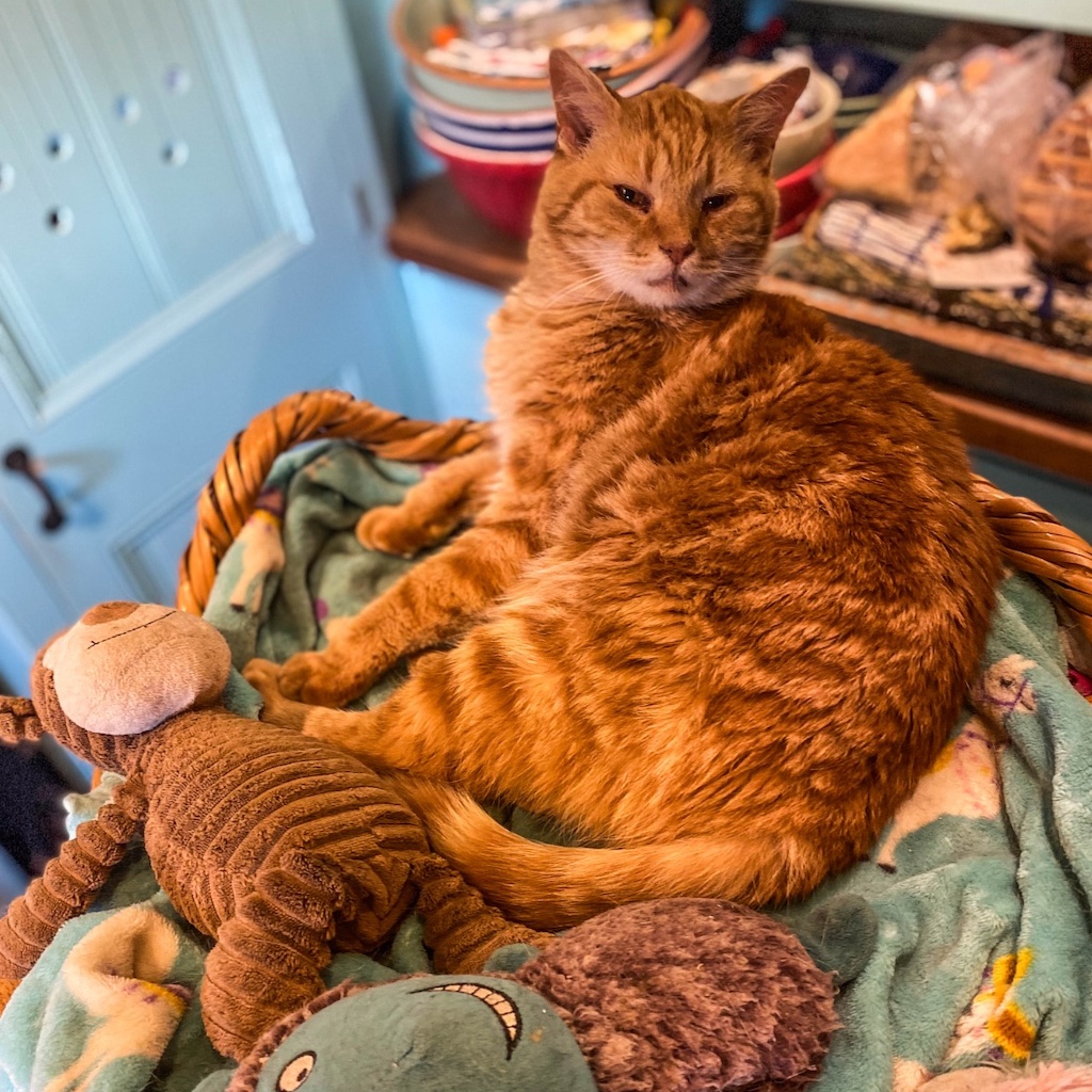 Catastrophes Cat Rescue – Because every rescued cat deserves the good life