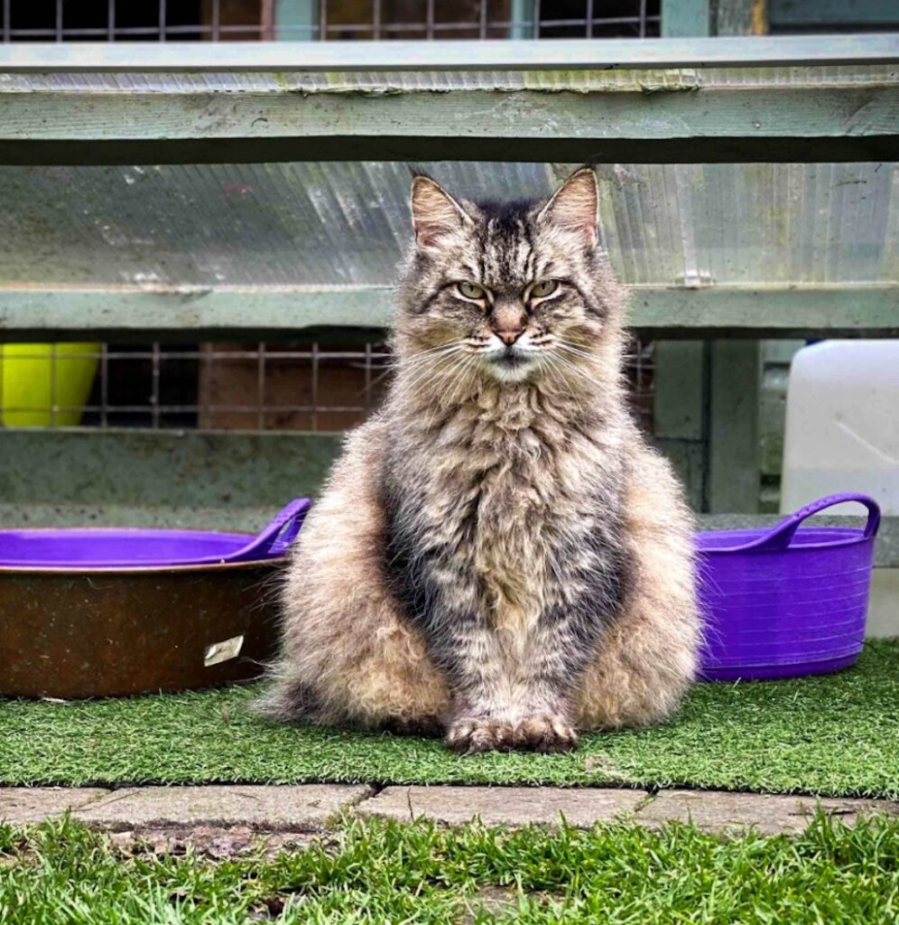 Catastrophes Cat Rescue – Because every rescued cat deserves the good life