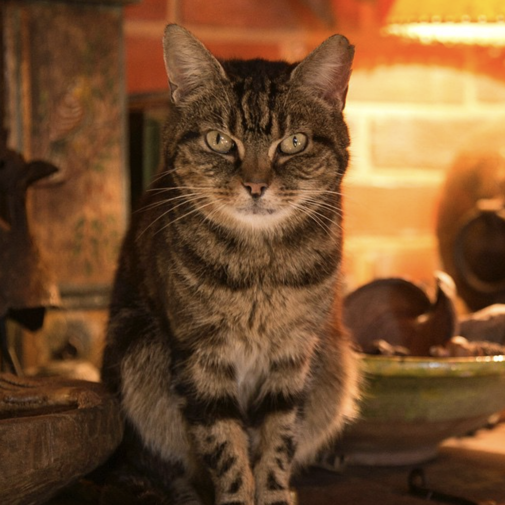 Catastrophes Cat Rescue – Because every rescued cat deserves the good life