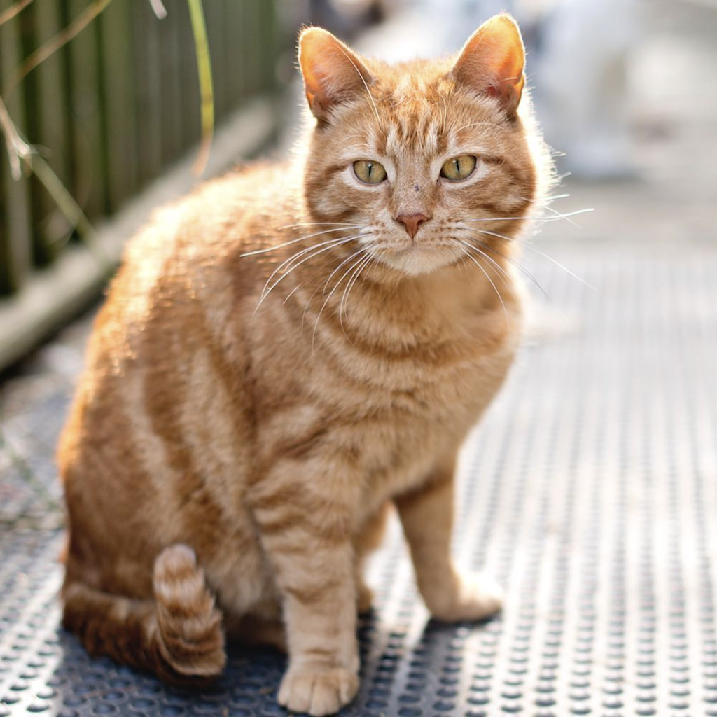 Catastrophes Cat Rescue – Because every rescued cat deserves the good life