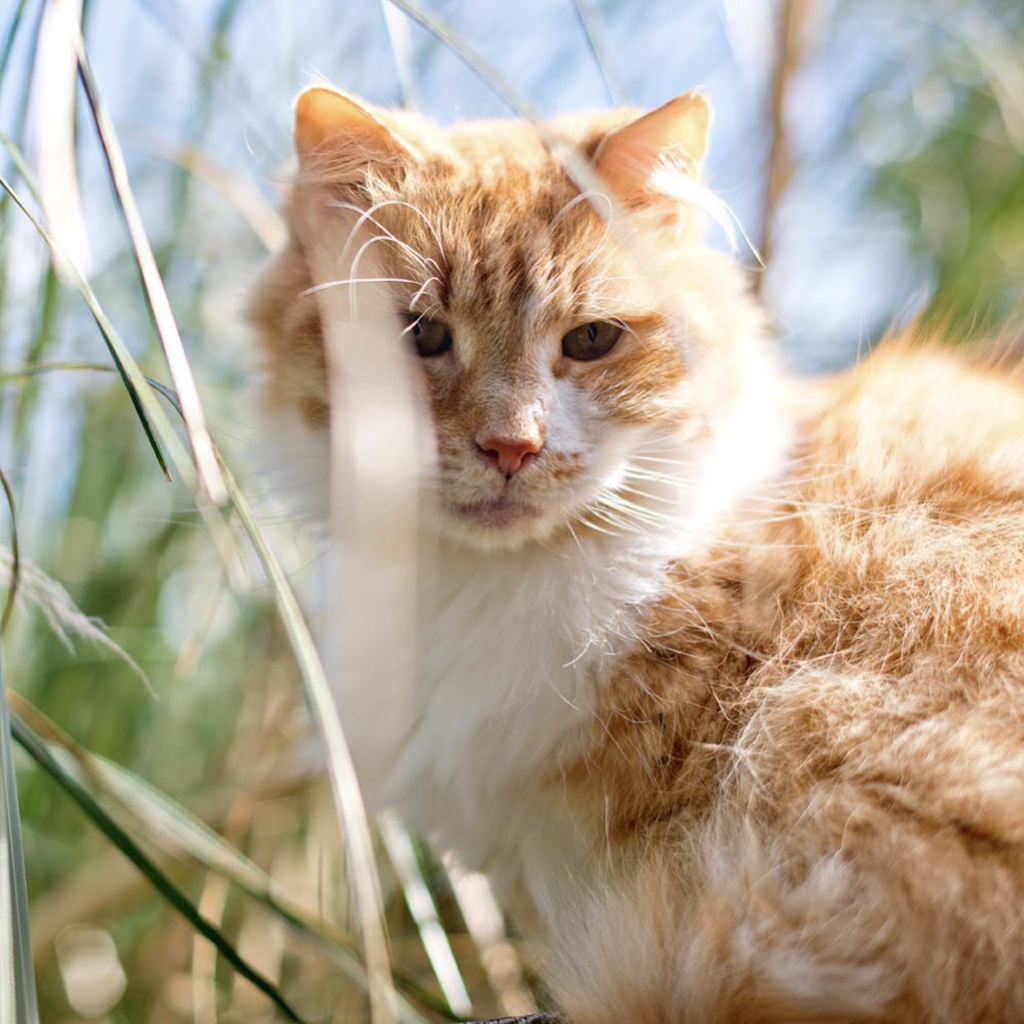 Catastrophes Cat Rescue – Because every rescued cat deserves the good life